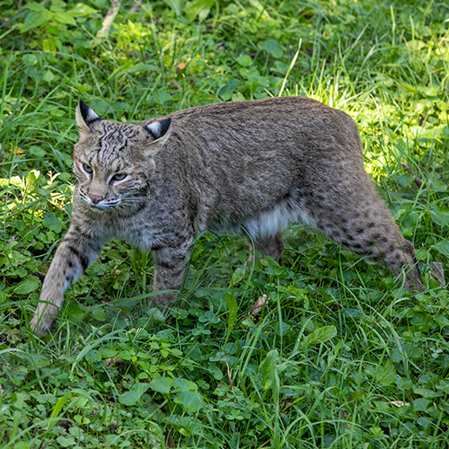 More - Kentucky Department of Fish & Wildlife