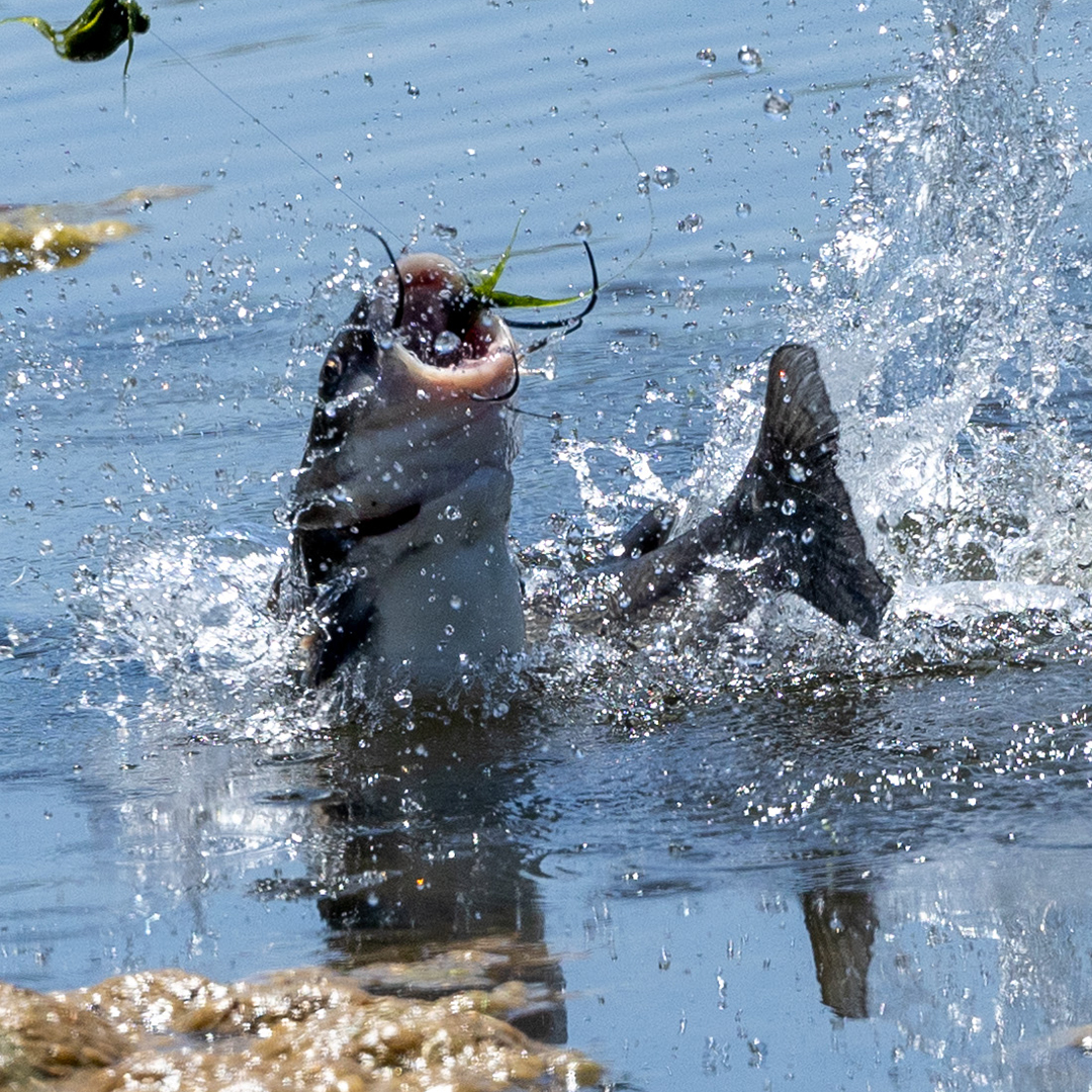 Welcome - Kentucky Department of Fish & Wildlife
