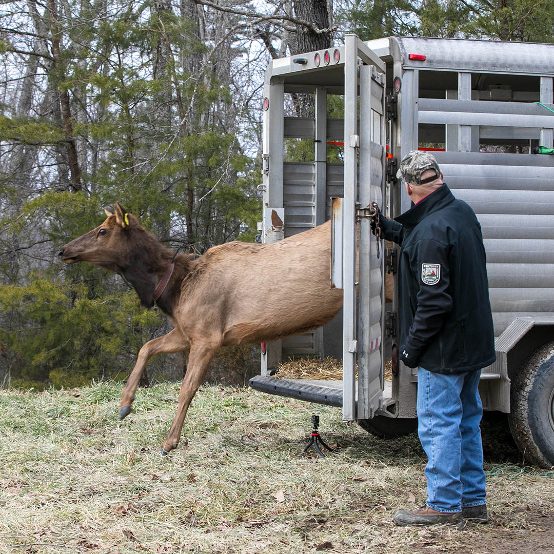 Elk Hunting Permits - Kentucky Department of Fish & Wildlife
