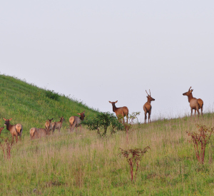 Elk - Kentucky Department of Fish & Wildlife