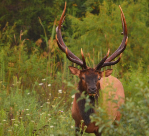 Elk - Kentucky Department of Fish & Wildlife