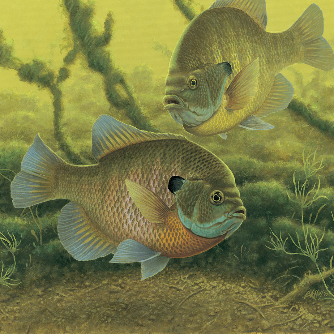 Welcome - Kentucky Department of Fish & Wildlife