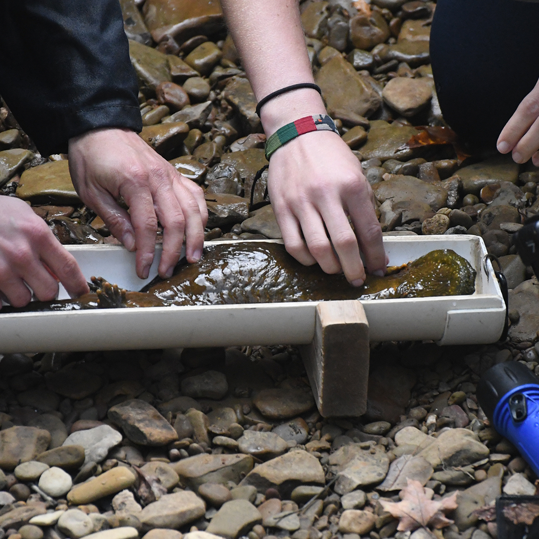 Amphibians - Kentucky Department of Fish & Wildlife