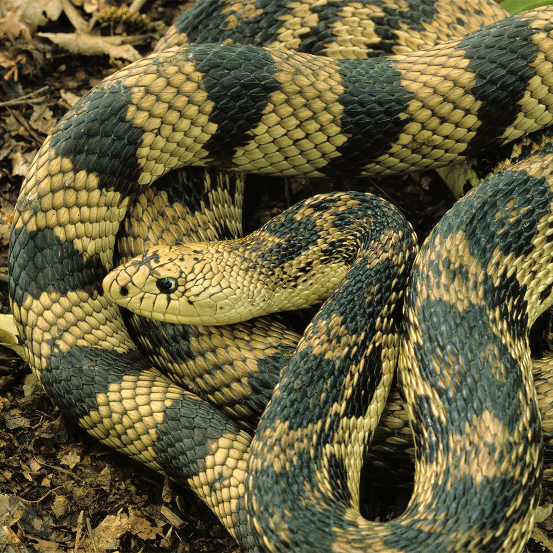 Snakes - Kentucky Department of Fish & Wildlife