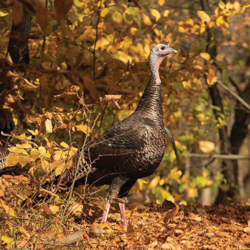 Spring Turkey Hunting - Kentucky Department of Fish & Wildlife