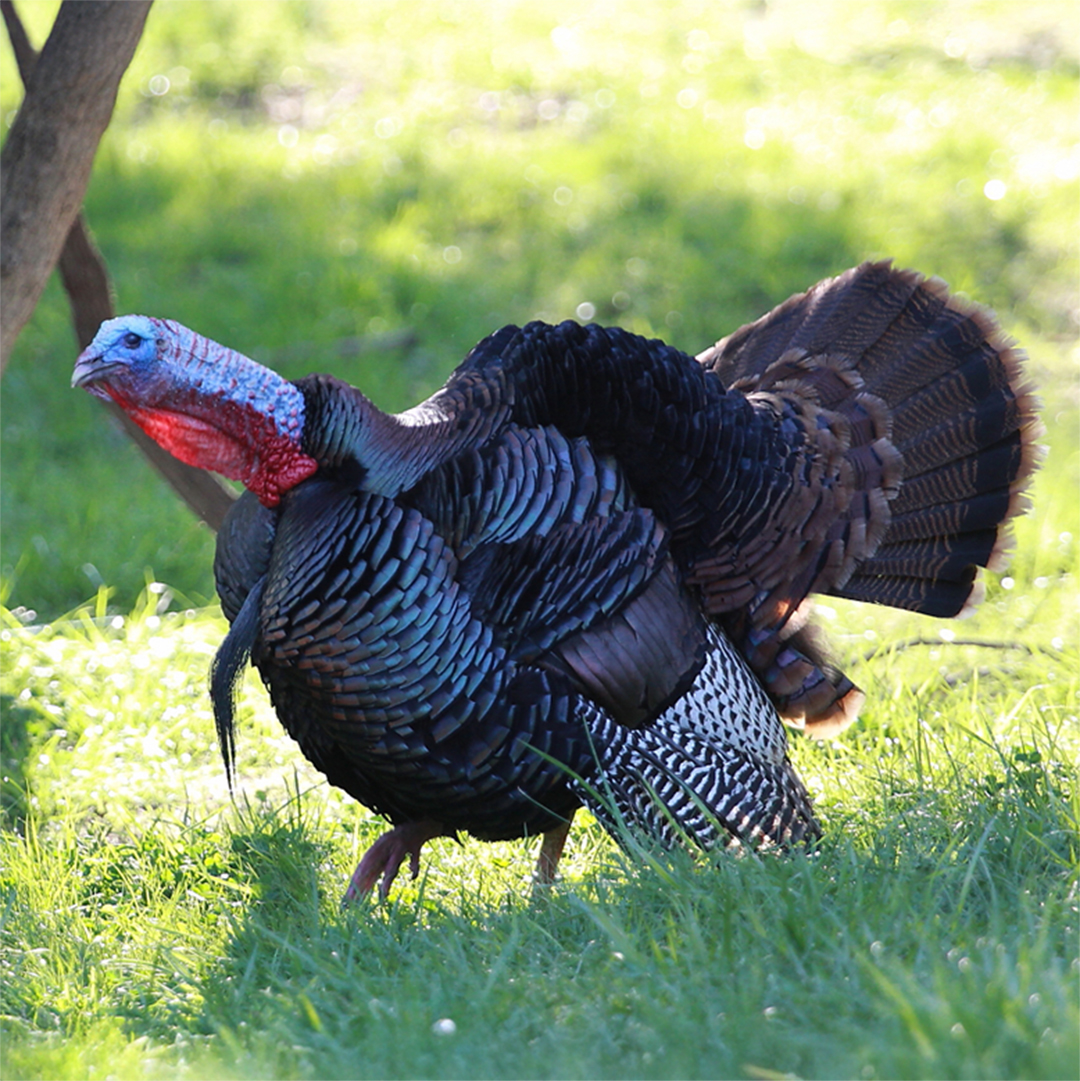 Spring Turkey Hunting - Kentucky Department of Fish & Wildlife