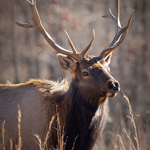 Elk Hunting Info - Kentucky Department of Fish & Wildlife