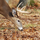 Hunting - Kentucky Department of Fish & Wildlife