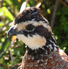 Hunting - Kentucky Department of Fish & Wildlife