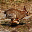 Hunting - Kentucky Department of Fish & Wildlife