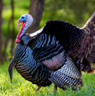 Hunting - Kentucky Department of Fish & Wildlife