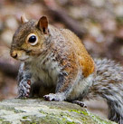 Hunting - Kentucky Department of Fish & Wildlife