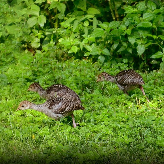 Spring Turkey Hunting - Kentucky Department of Fish & Wildlife