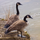 Hunting - Kentucky Department of Fish & Wildlife